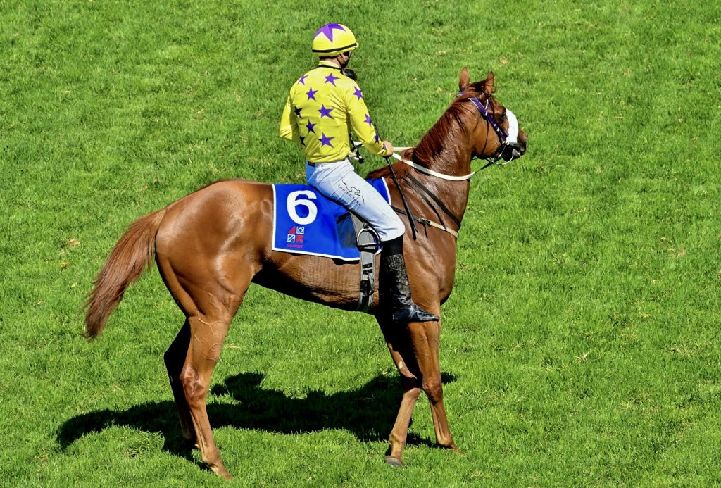 Upcoming Runners: Turffontein Standside - Wednesday 22 February 2023 ...