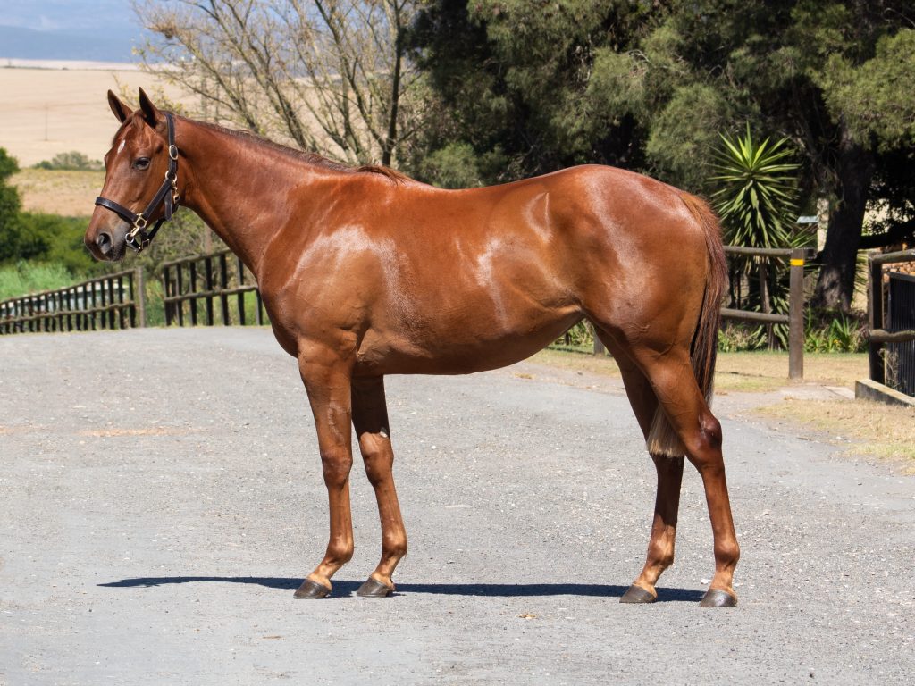 Feather Dancer - Hollywood Racing