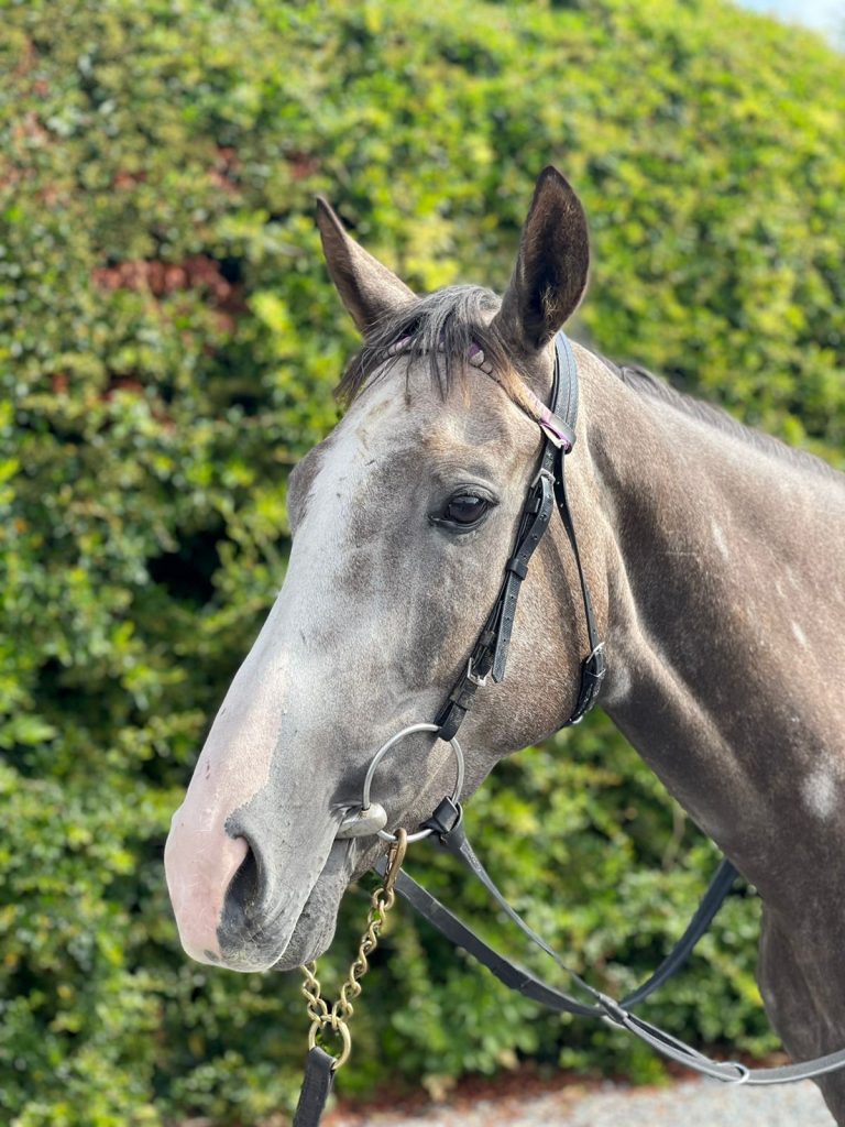 Il Etait Temps - Hollywood Racing