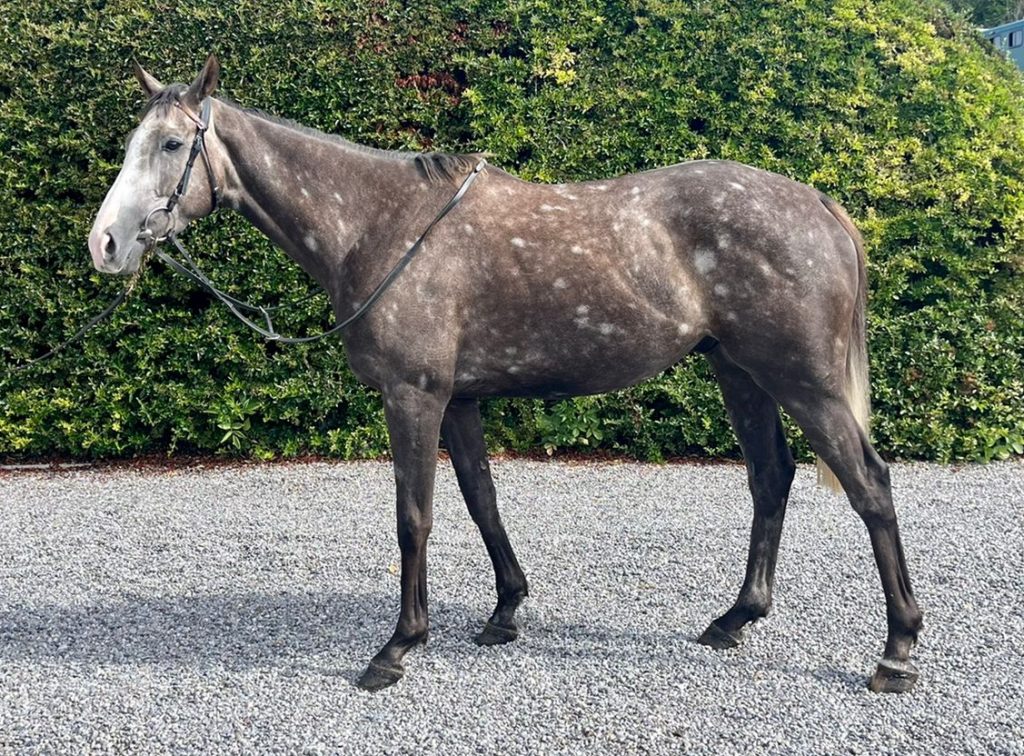 Il Etait Temps - Hollywood Racing