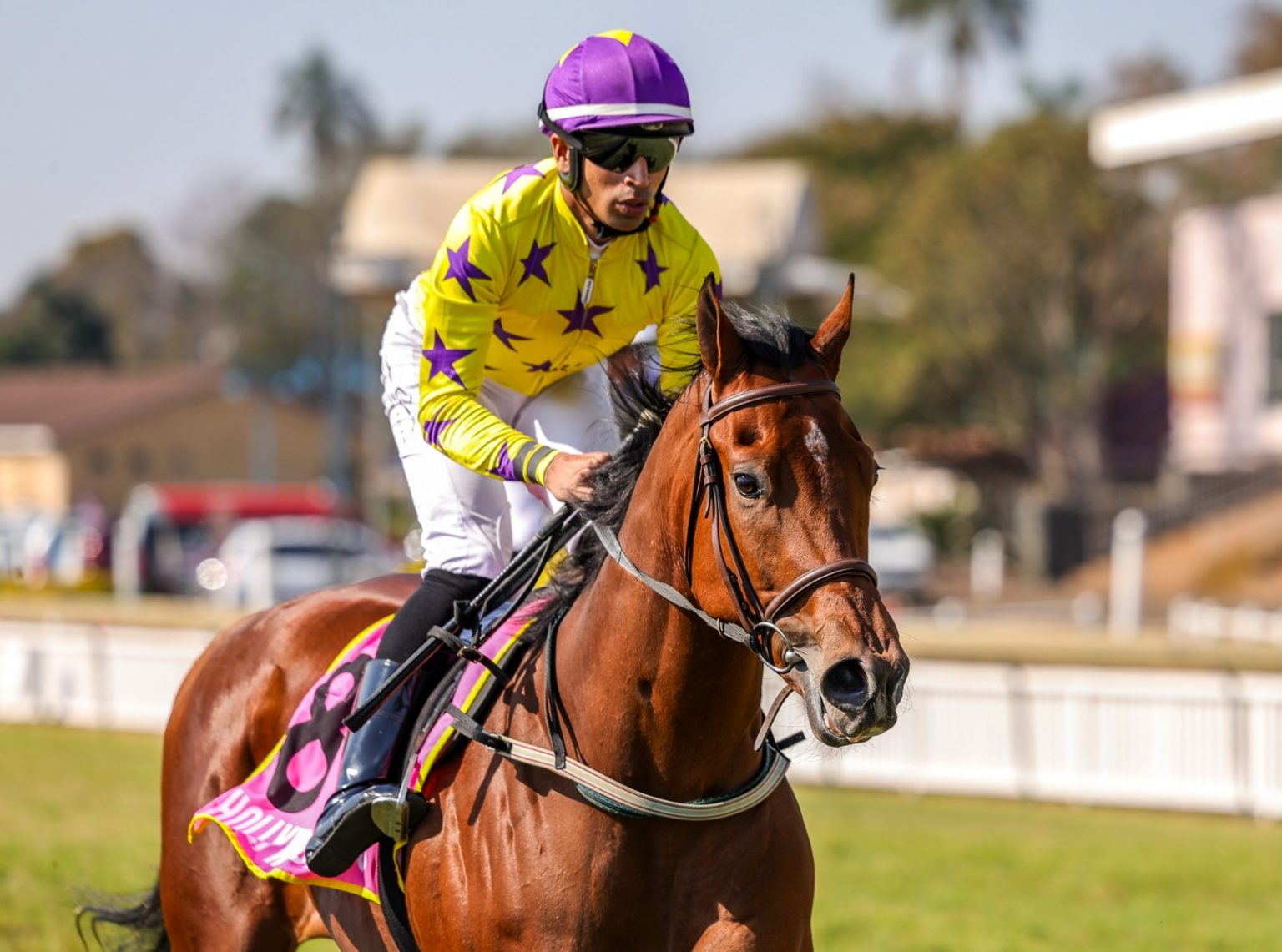 Upcoming Runners: Hollywoodbets Scottsville - Sunday, 04 August 2024 ...