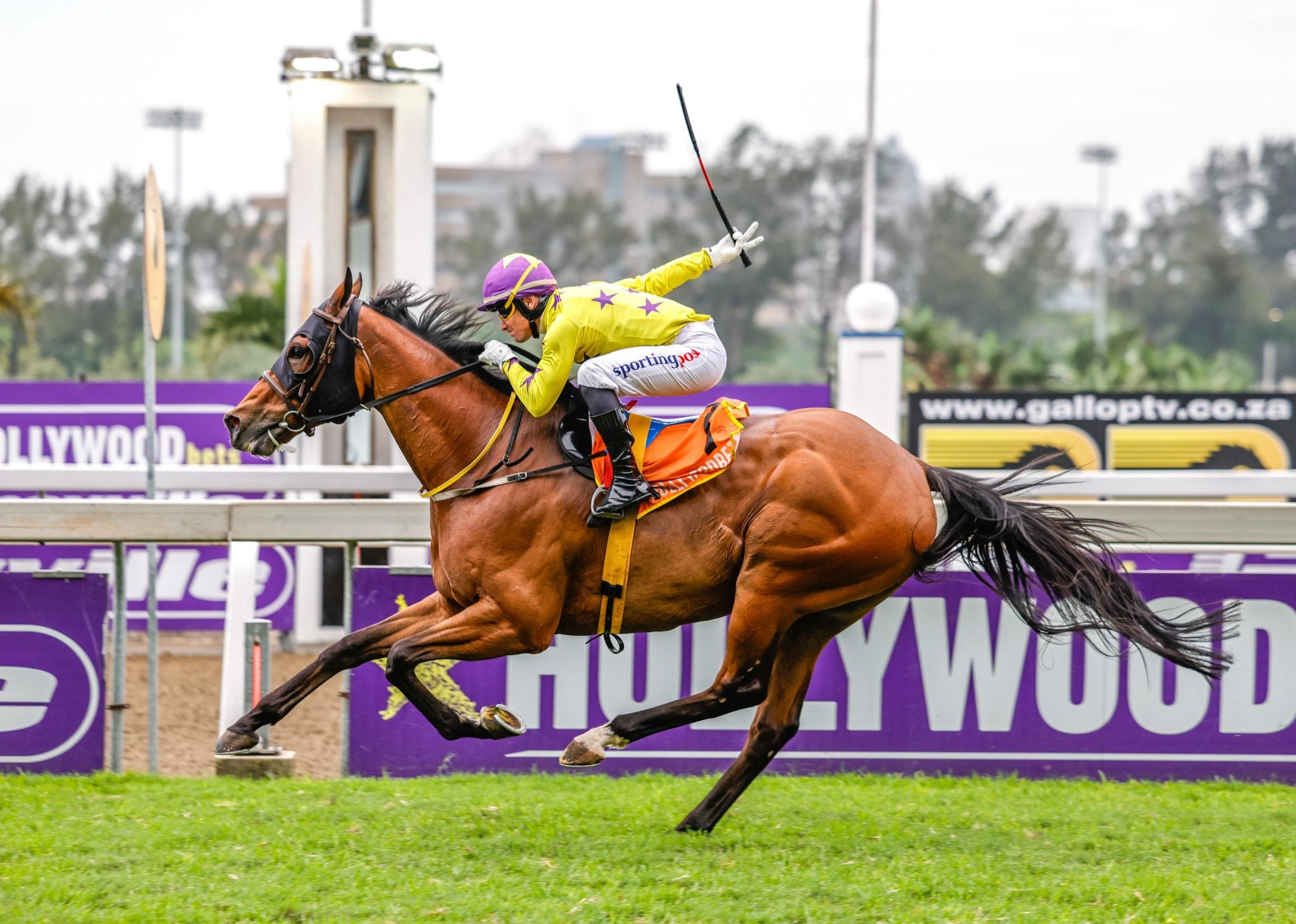 Upcoming Runners: Hollywoodbets Greyville - Friday, 7 March 2025 ...
