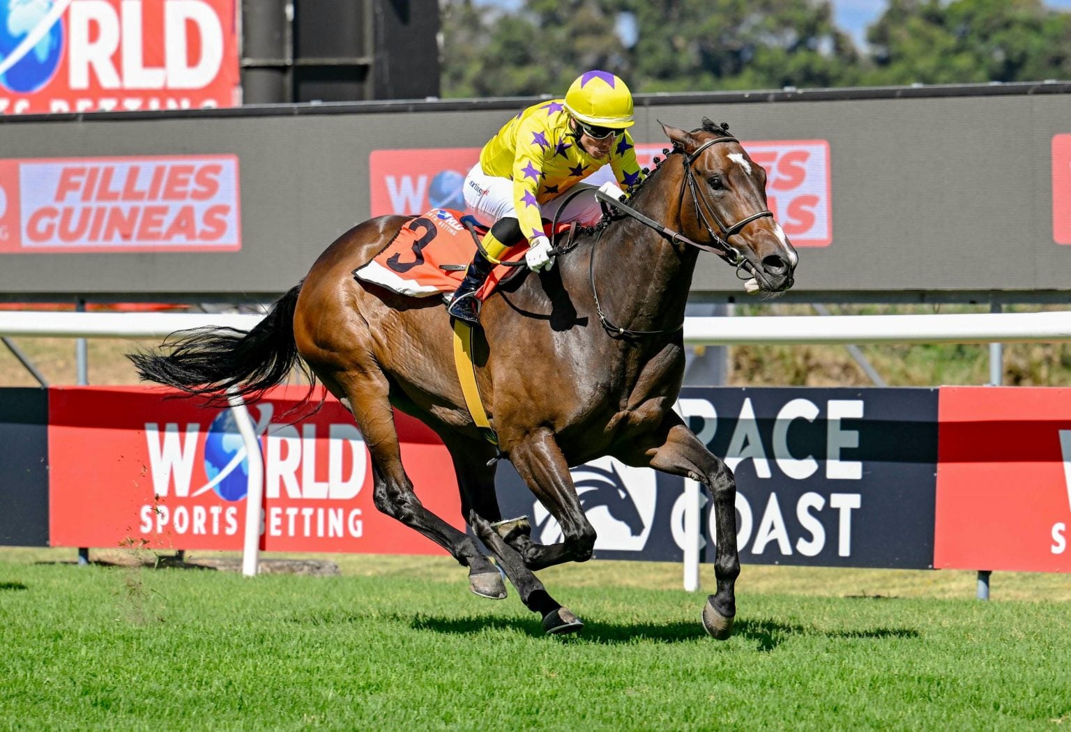 Upcoming Runners: Hollywoodbets Kenilworth - Saturday 10 January 2026 ...