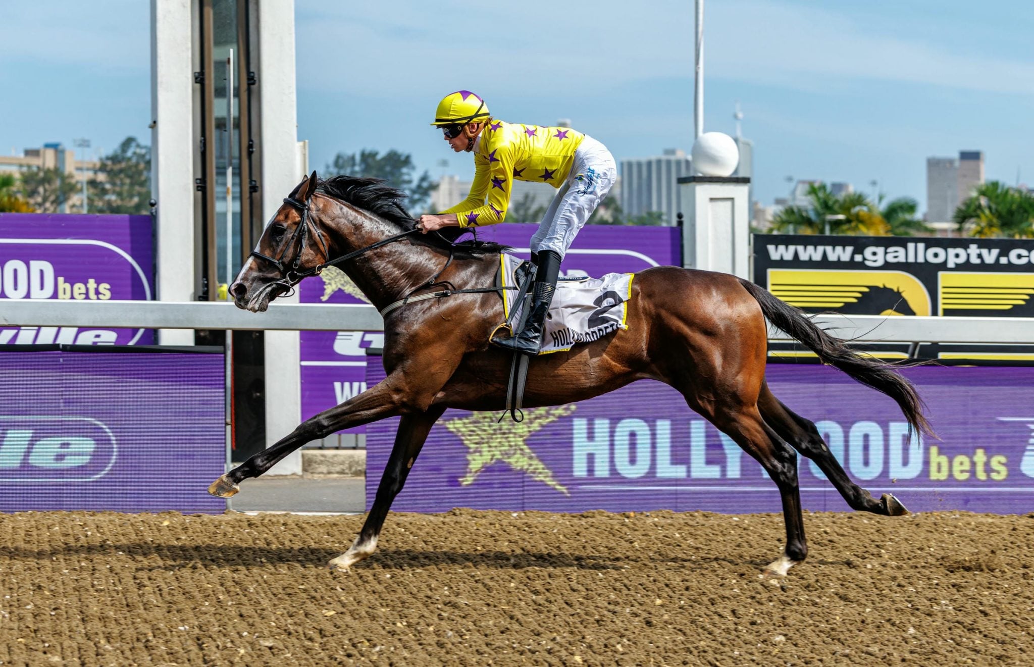 Upcoming Runners: Hollywoodbets Greyville Polytrack - Monday, 23 ...